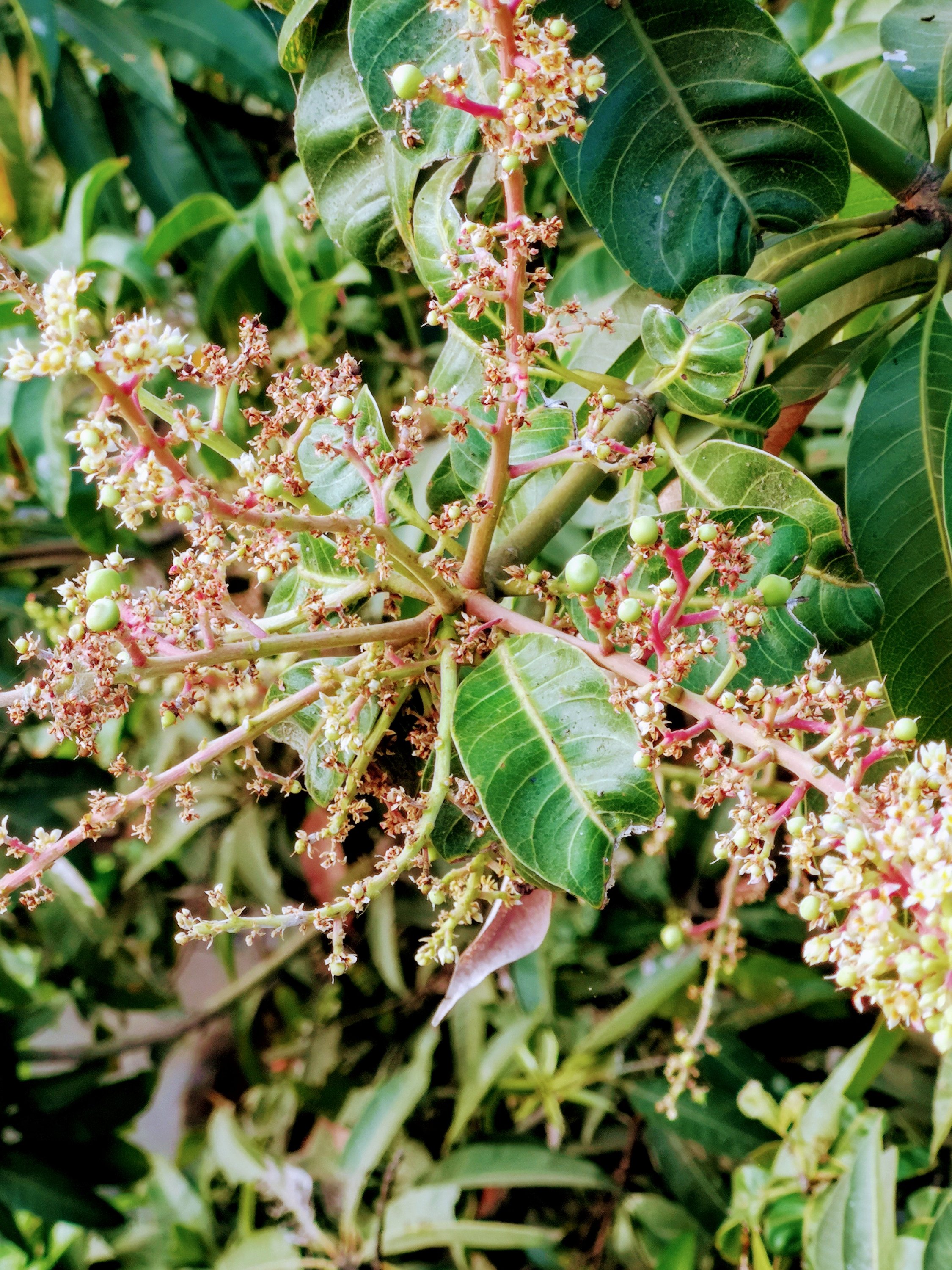 Budding Mango Tree Flowers… – Take off with Natarajan